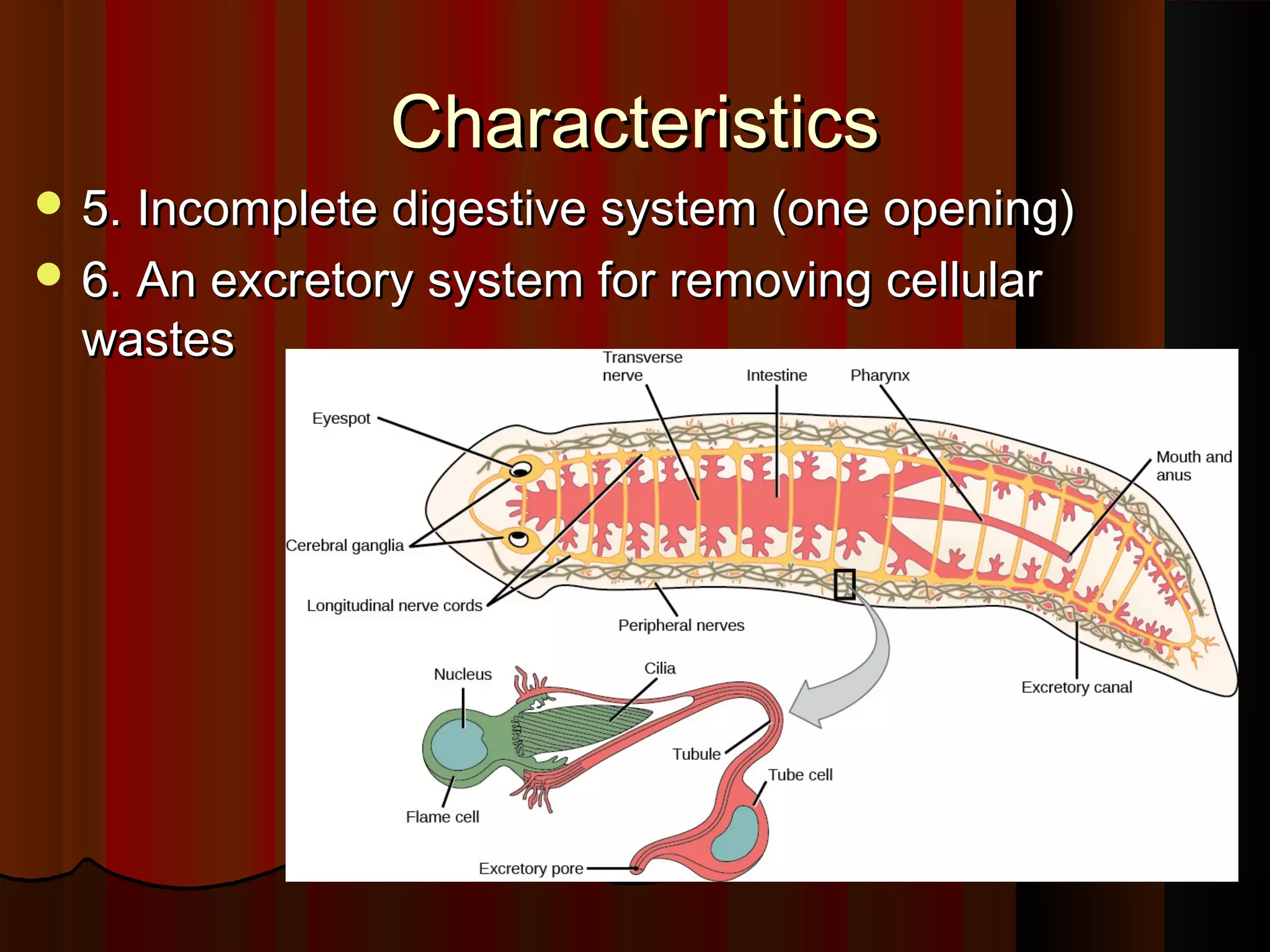 Phylum: Platyhelminthes Intro Notes 2015 | PPT