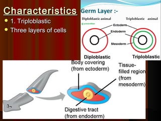 Phylum: Platyhelminthes Intro Notes 2015 | PPT