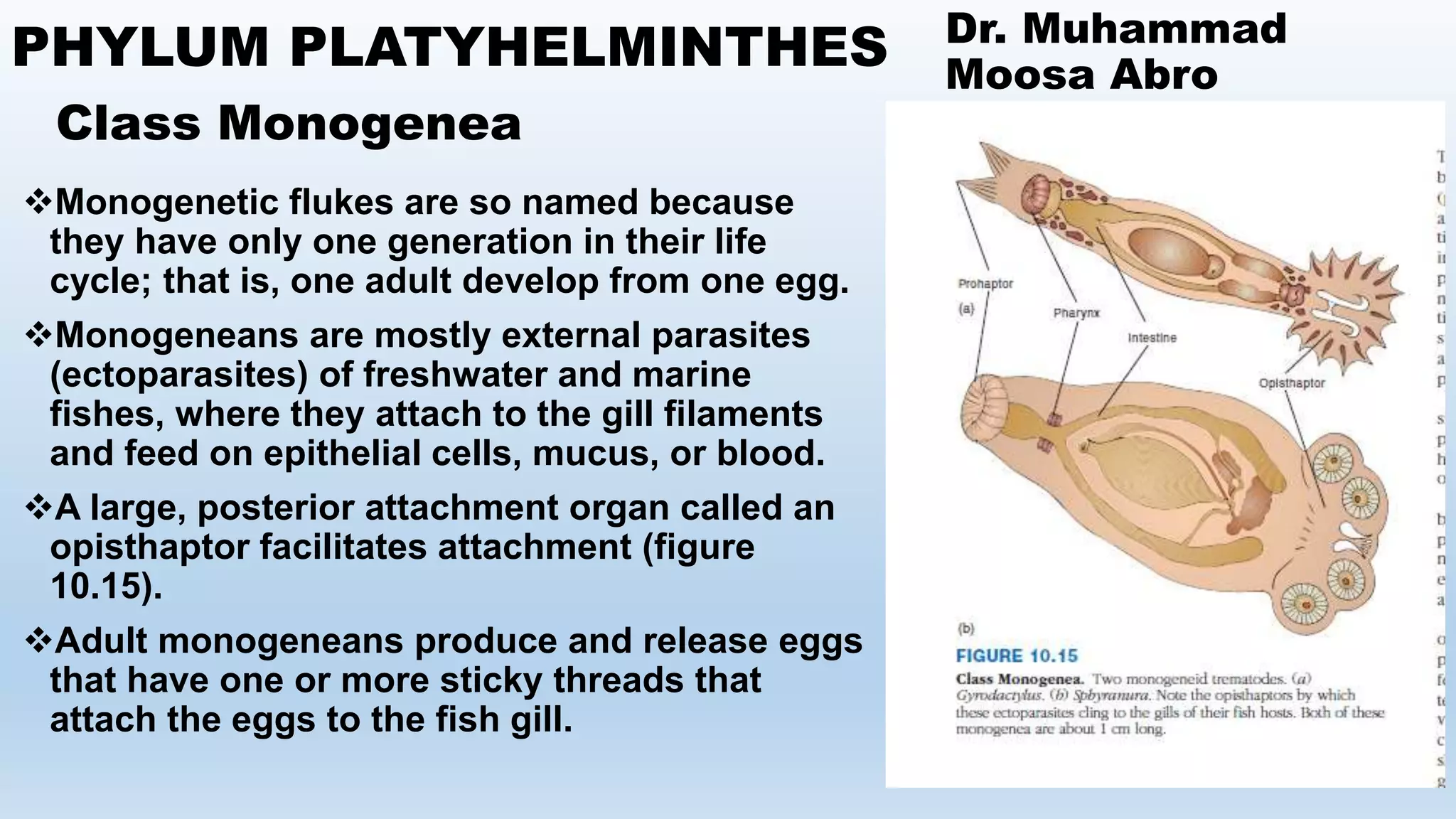Phylum Platyhelminths.pptx
