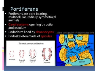 Phylum porifera | PPTX