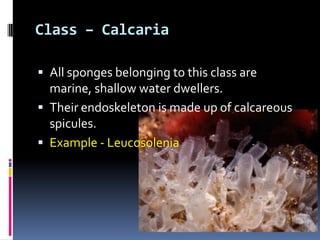 Phylum porifera | PPTX