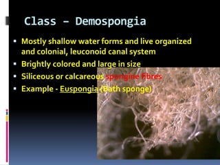 Phylum porifera | PPTX