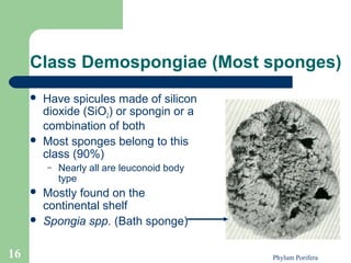 Phylum porifera,coelentrata , platyhelminthes | PPT