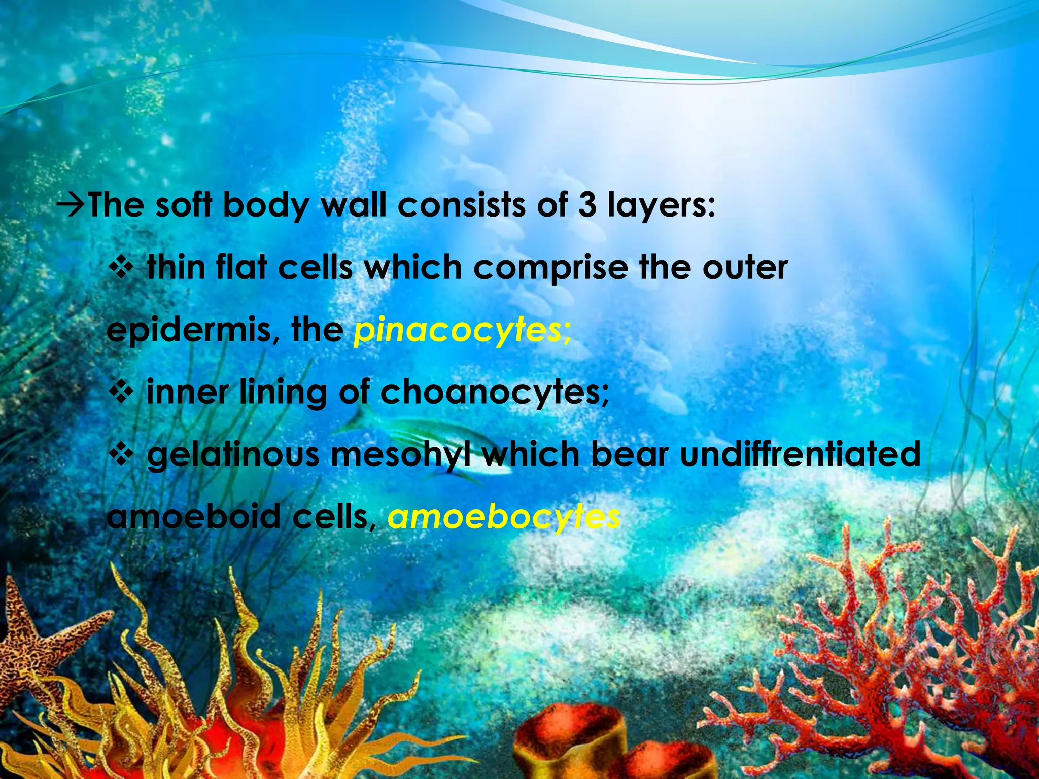 Phylum porifera | PPTX