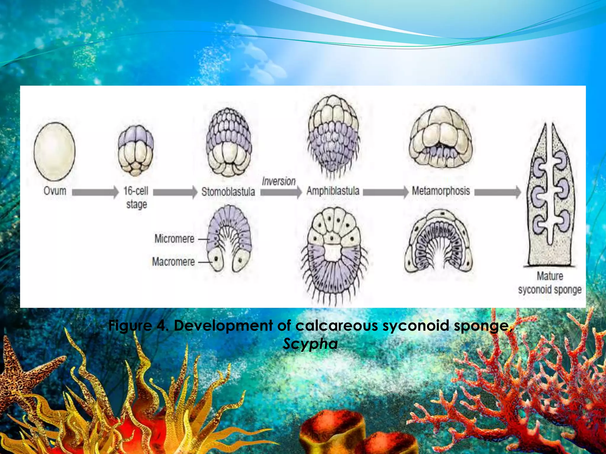 Phylum porifera | PPTX