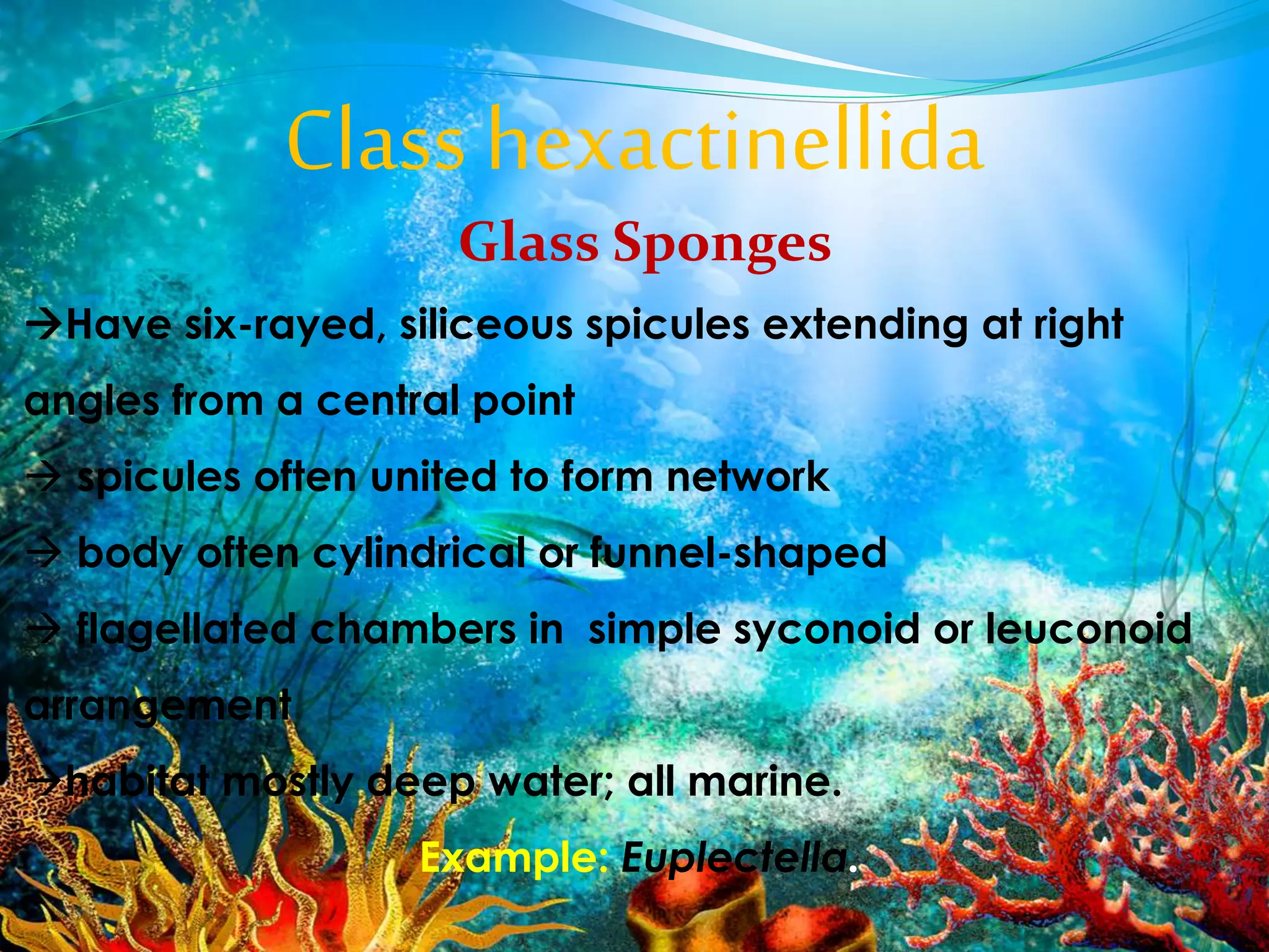 Phylum porifera | PPTX