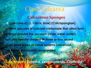 Phylum porifera | PPTX