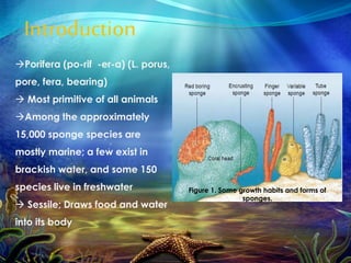 Phylum porifera | PPTX