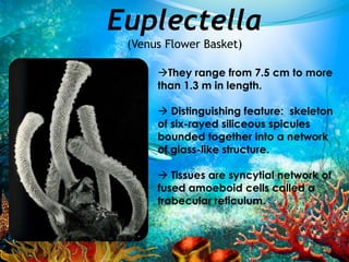 Phylum porifera | PPTX