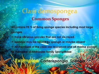 Phylum porifera | PPTX