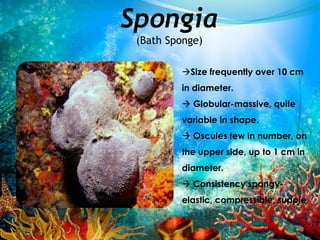 Phylum porifera | PPTX