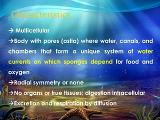 Phylum porifera | PPTX