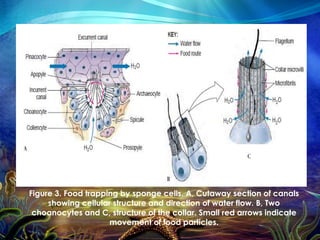 Phylum porifera | PPTX