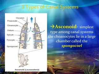 Phylum porifera | PPTX