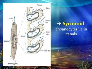 Phylum porifera | PPTX