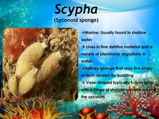 Scypha