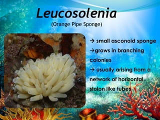 Leucosolenia Sponge