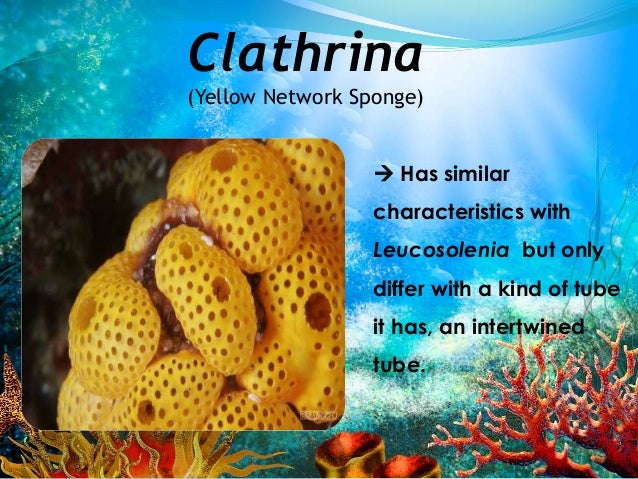 Phylum Porifera Examples With Names Phylum Porifera With Examples: