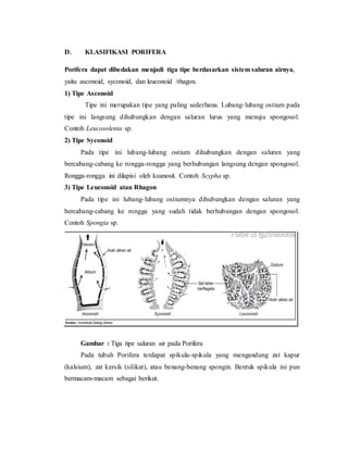 Phylum porifera | PDF
