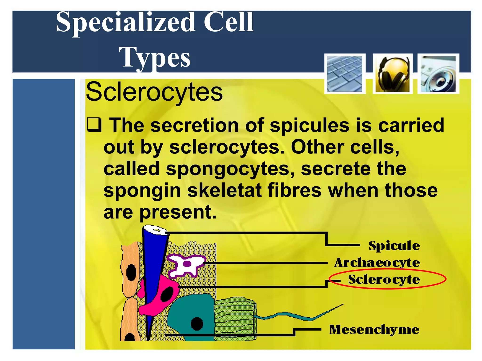 Phylum Porifera | PPTX