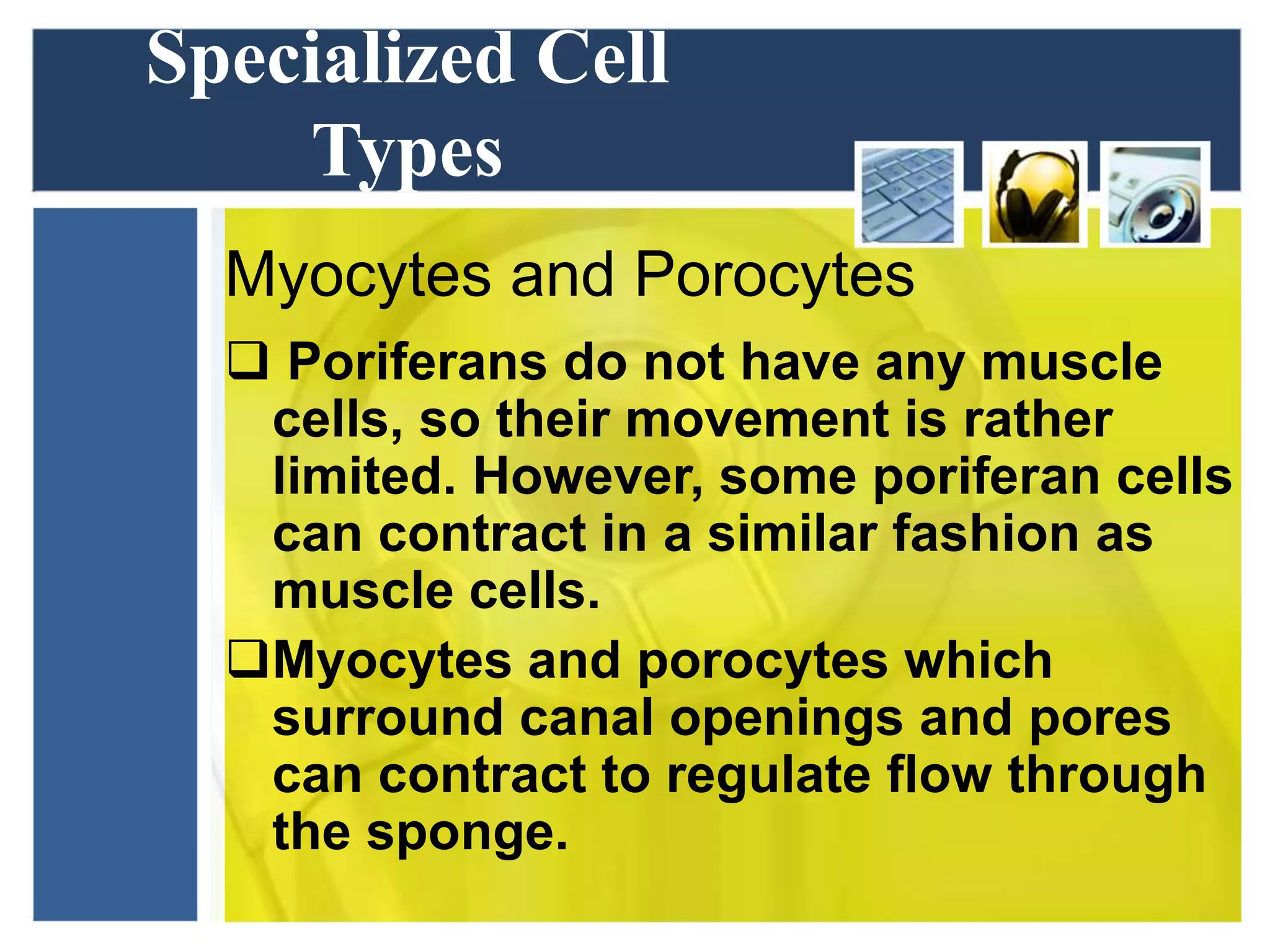 Phylum Porifera | PPTX