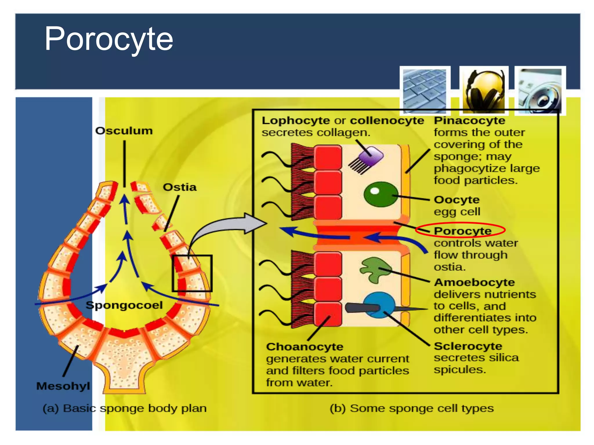 Phylum Porifera | PPTX