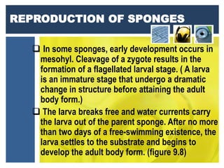 Phylum Porifera | PPTX