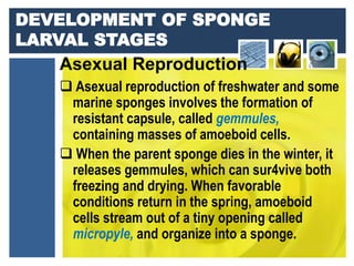 Phylum Porifera | PPTX