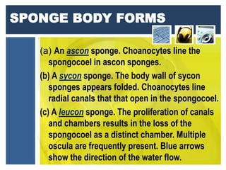 Porifera Ascon Form Of Body