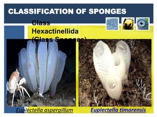 Class Hexactinellida