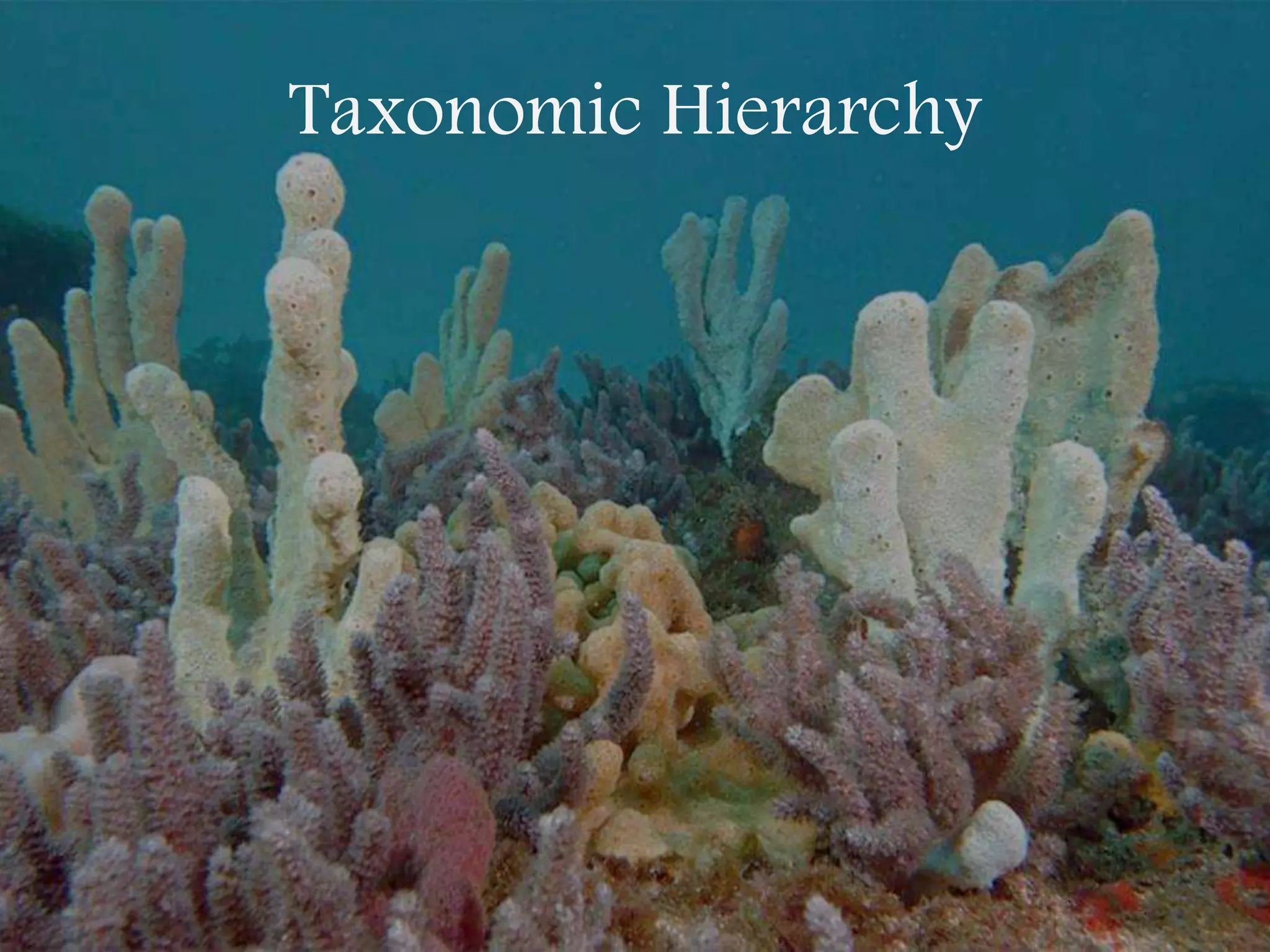 Phylum porifera | PPT