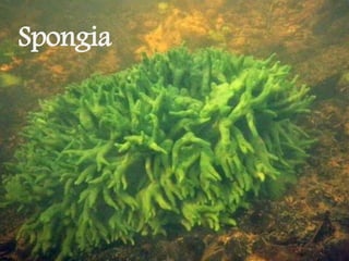 Phylum porifera | PPT
