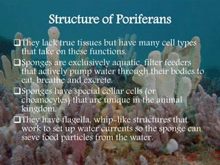 Phylum porifera | PPT