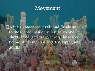 Phylum porifera | PPT