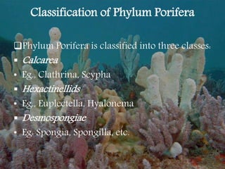 Phylum porifera | PPT