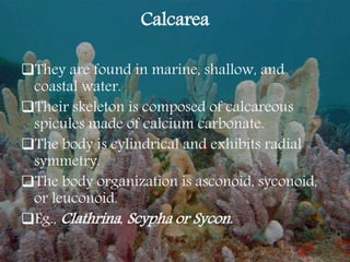 Phylum porifera | PPT