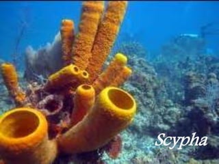 Phylum porifera | PPT