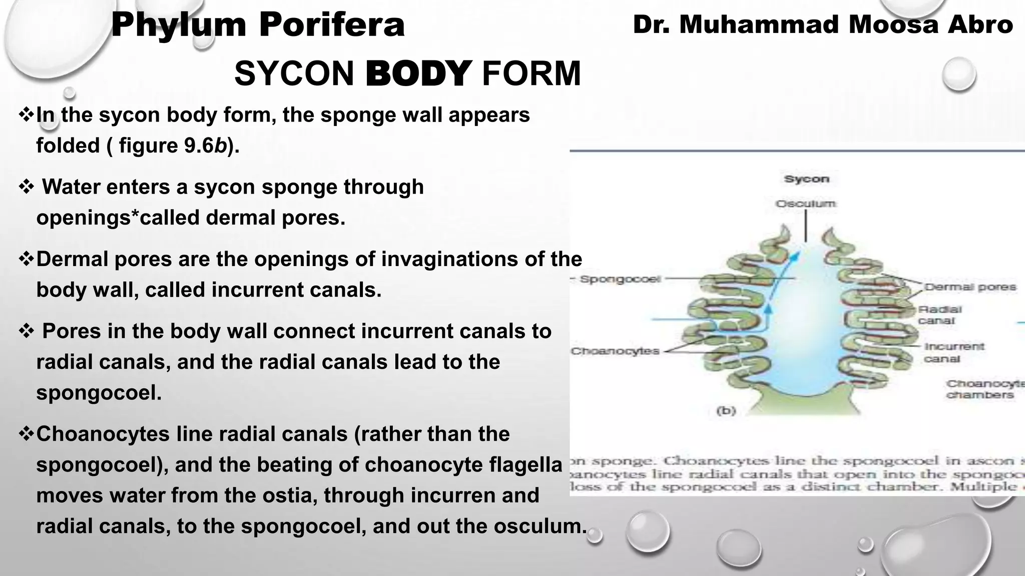 Phylum Porifera.pptx