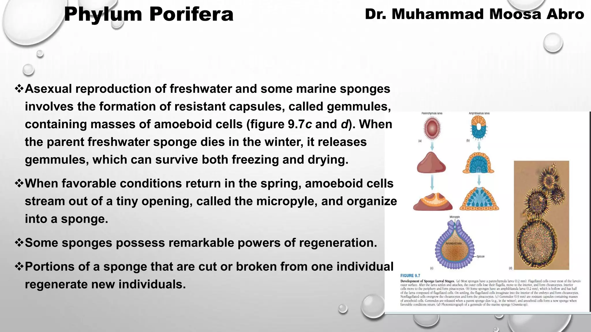 Phylum Porifera.pptx