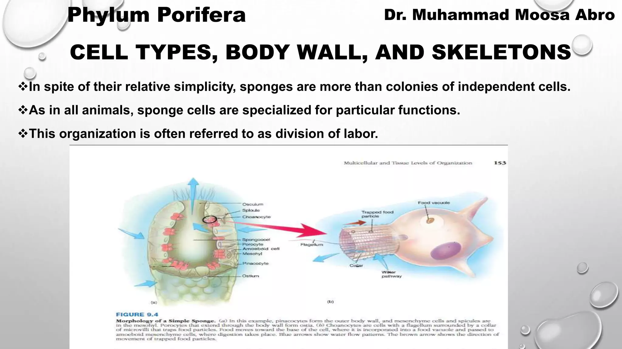 Phylum Porifera.pptx