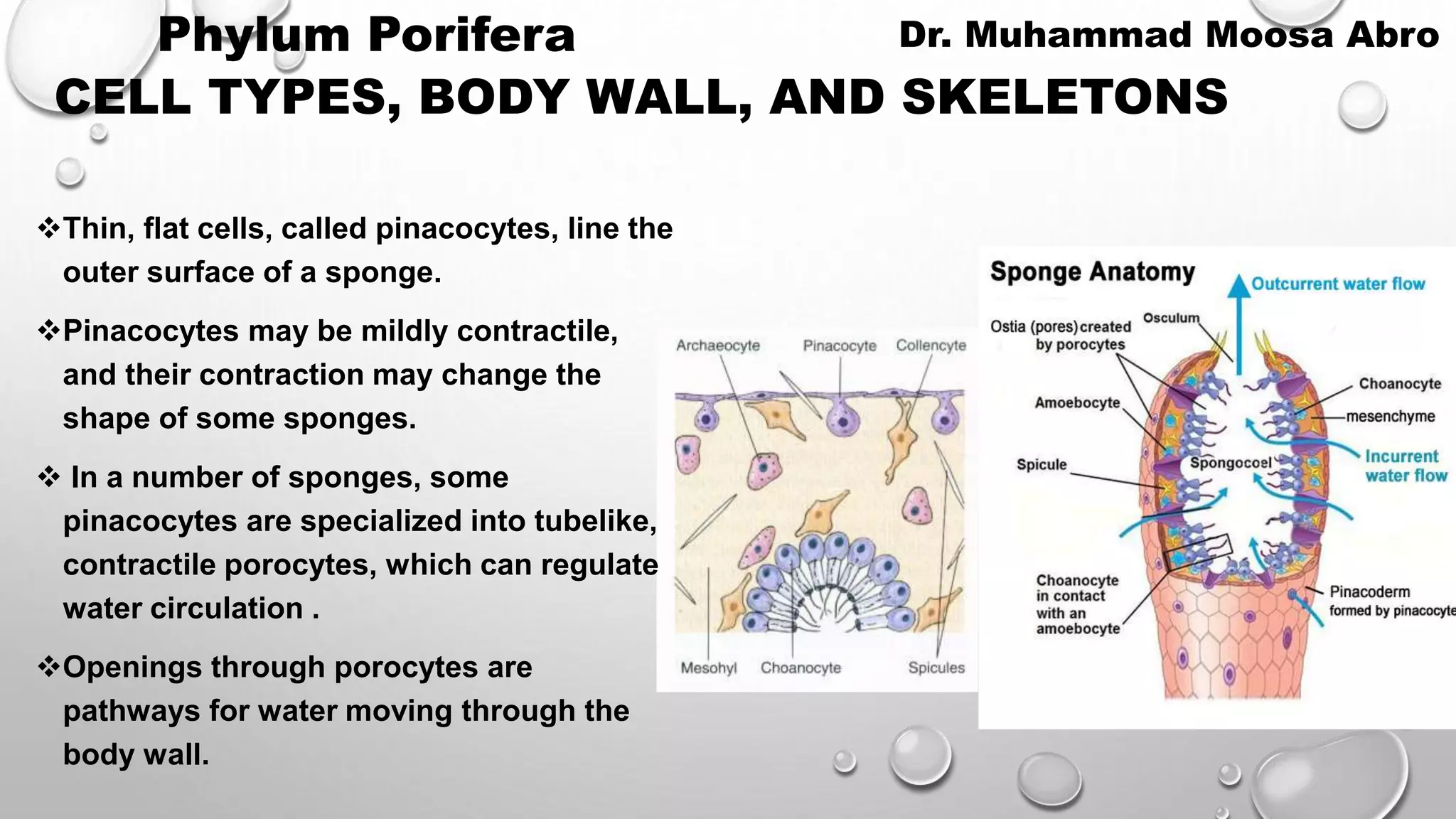 Phylum Porifera.pptx