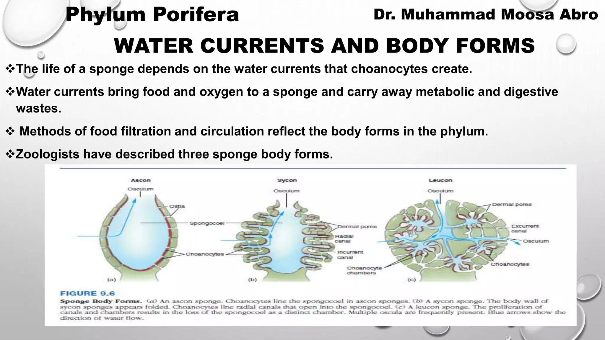 Phylum Porifera.pptx