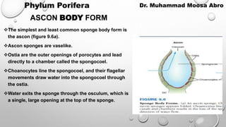 Phylum Porifera.pptx
