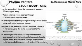 Phylum Porifera.pptx