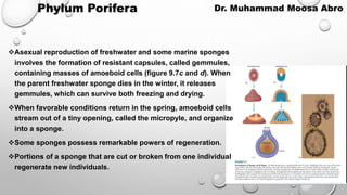 Phylum Porifera.pptx