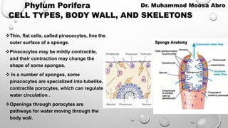 Phylum Porifera.pptx
