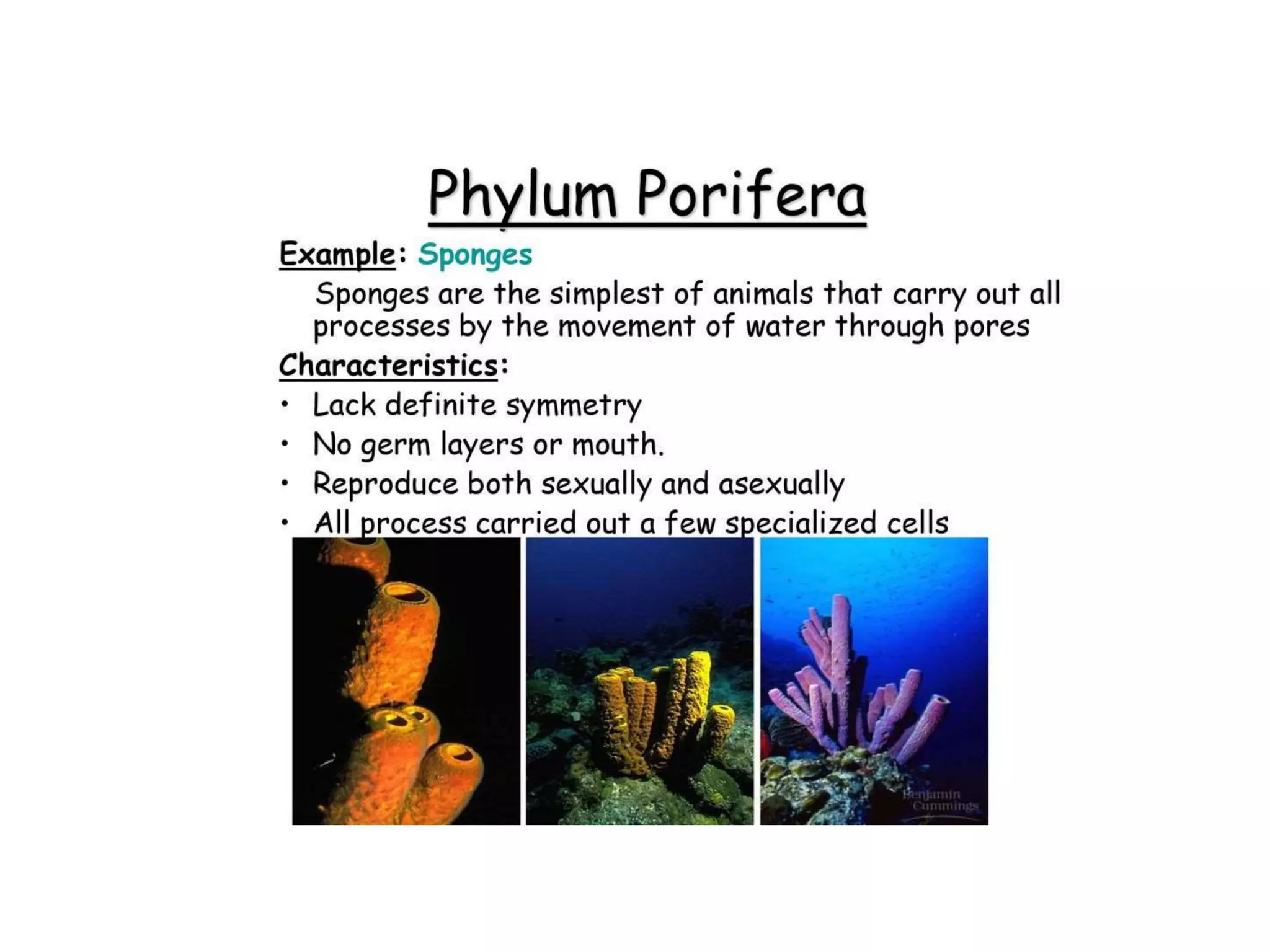 PhylumPorifera.pptx