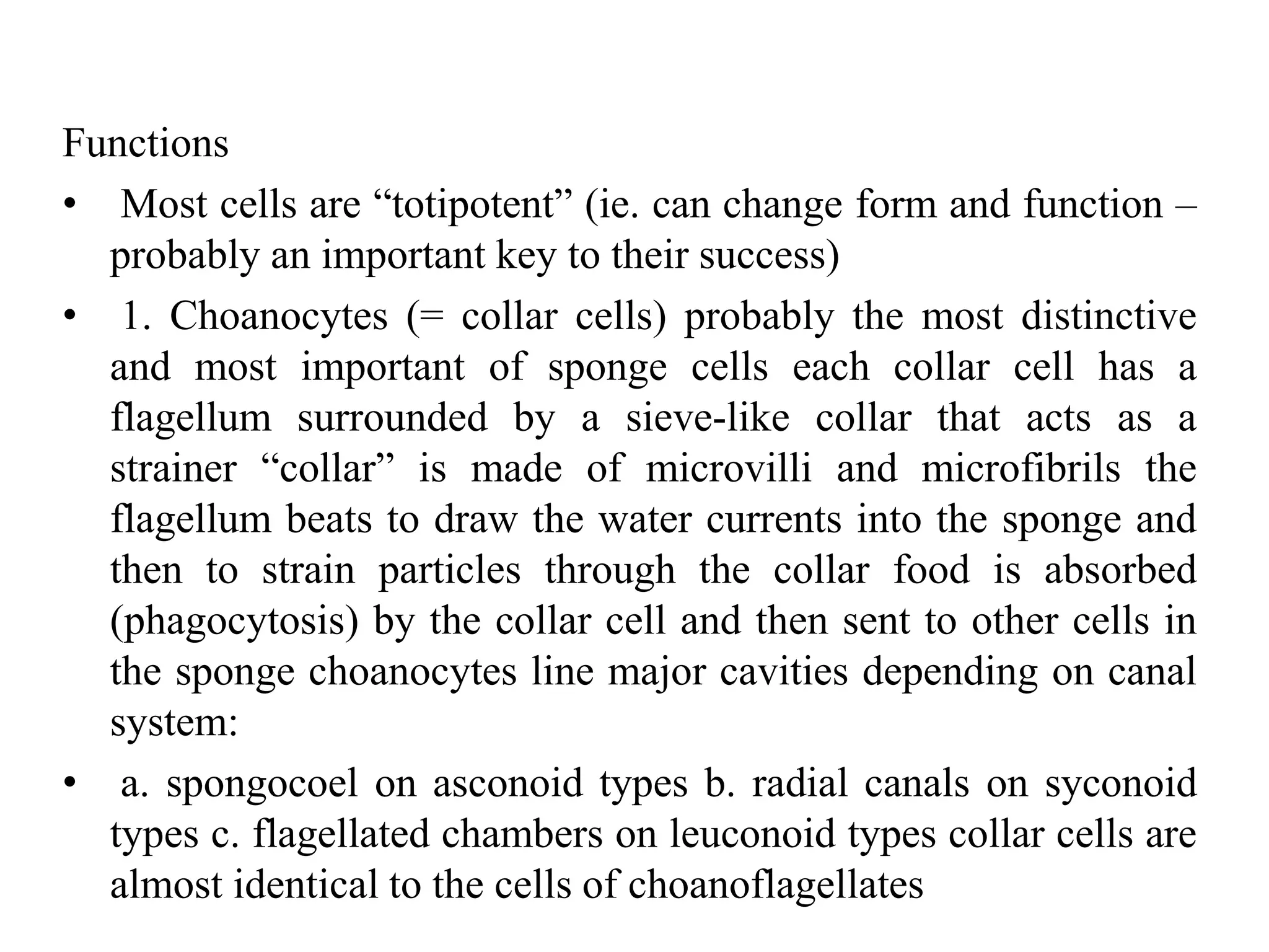 Phylum Porifera.pptx