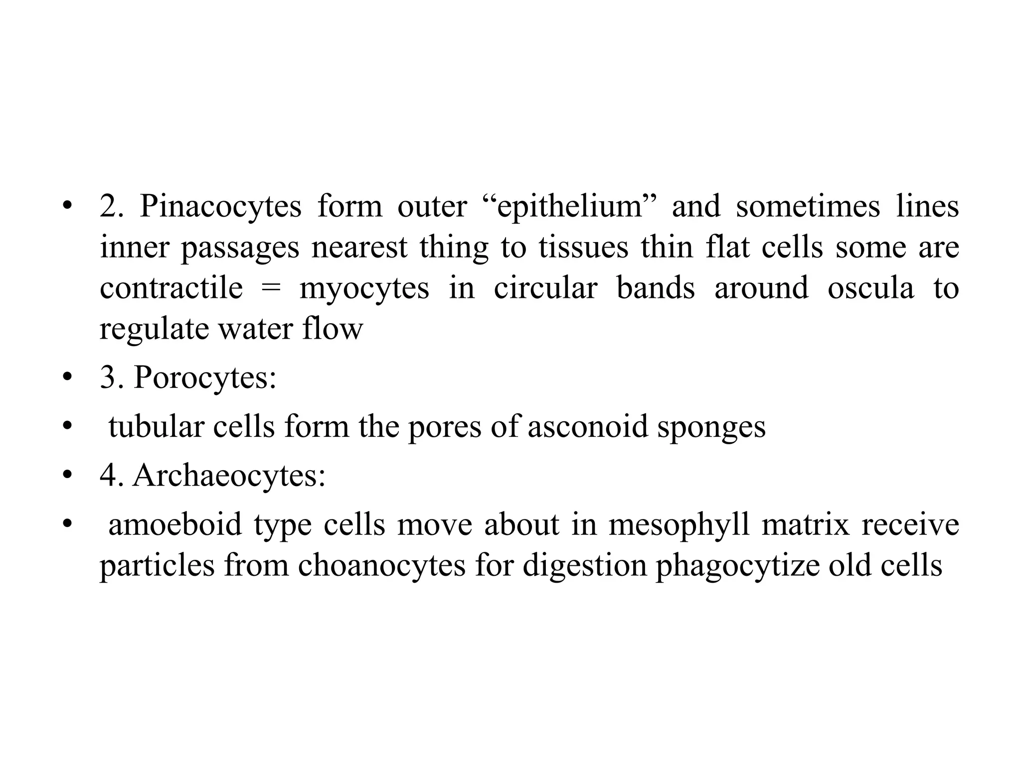 Phylum Porifera.pptx