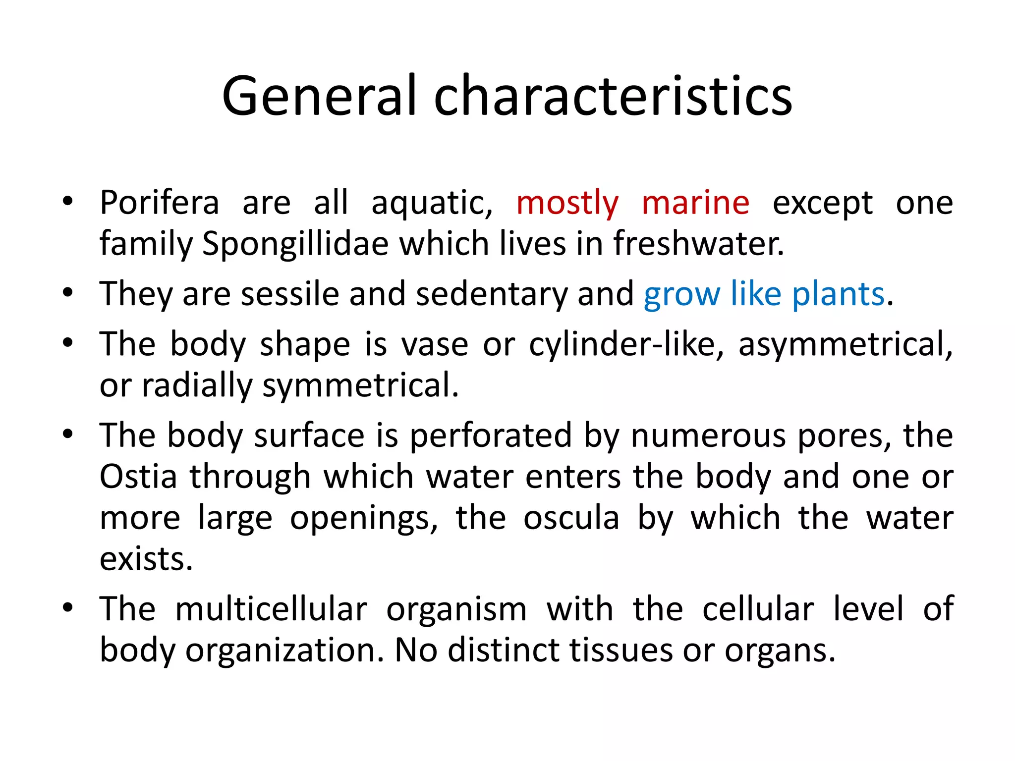 Phylum Porifera.pptx